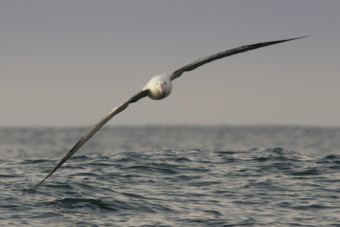 Home - Seabird Tracking Database