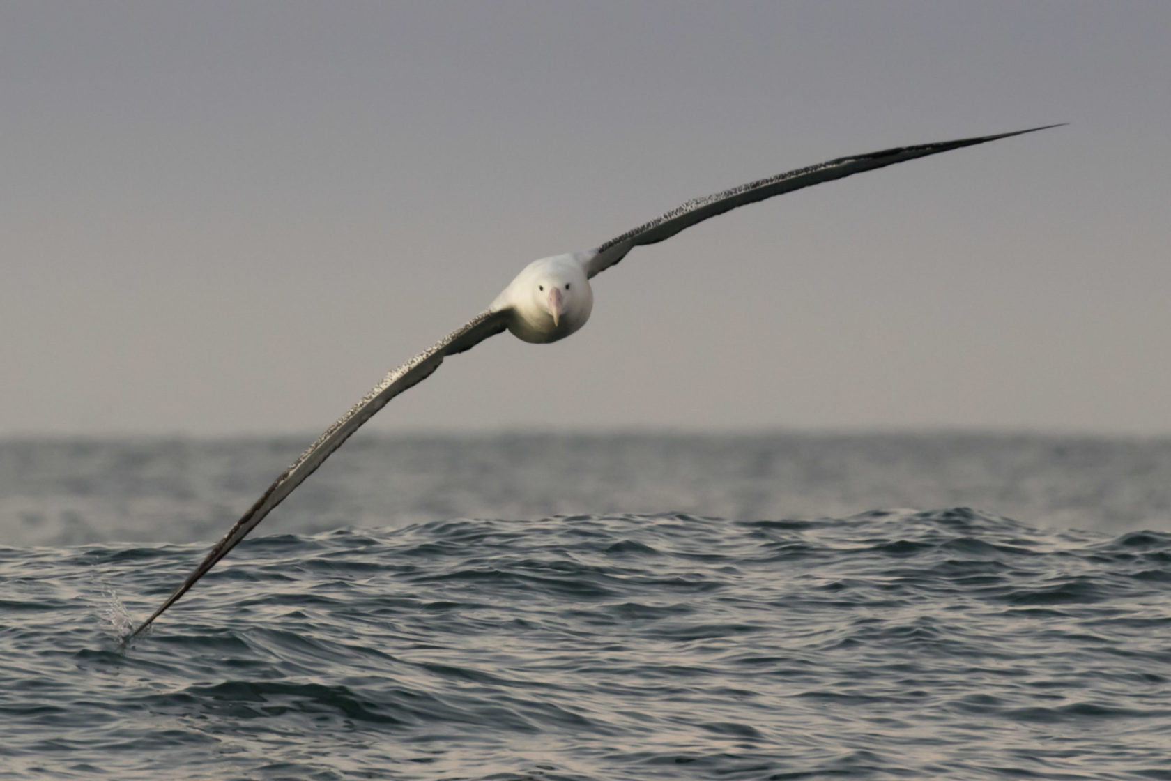 News - Seabird Tracking Database