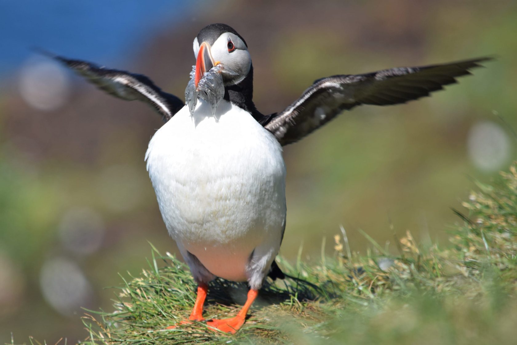 Auks - Seabird Tracking Database