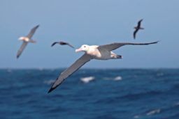 Albatrosses - Seabird Tracking Database