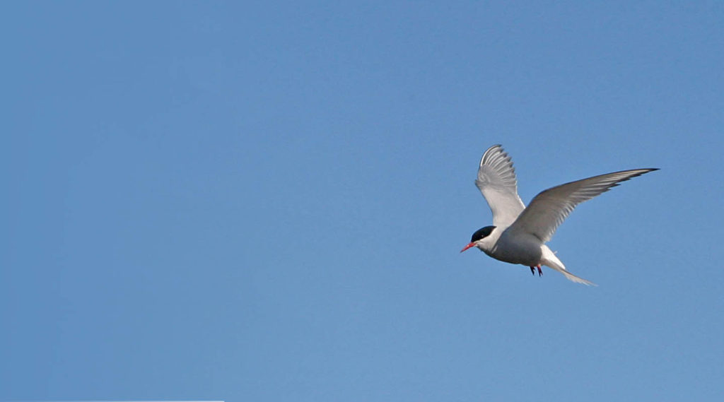 Multi-Species Tracking Reveals a Major Seabird Hotspot in the North ...