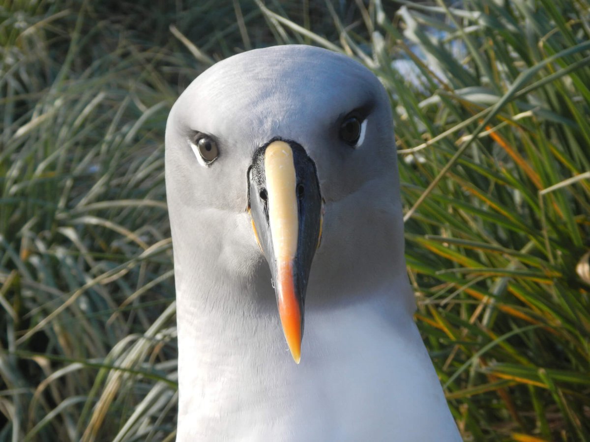 Nobody knows where juvenile Grey-headed Albatrosses go: until now ...