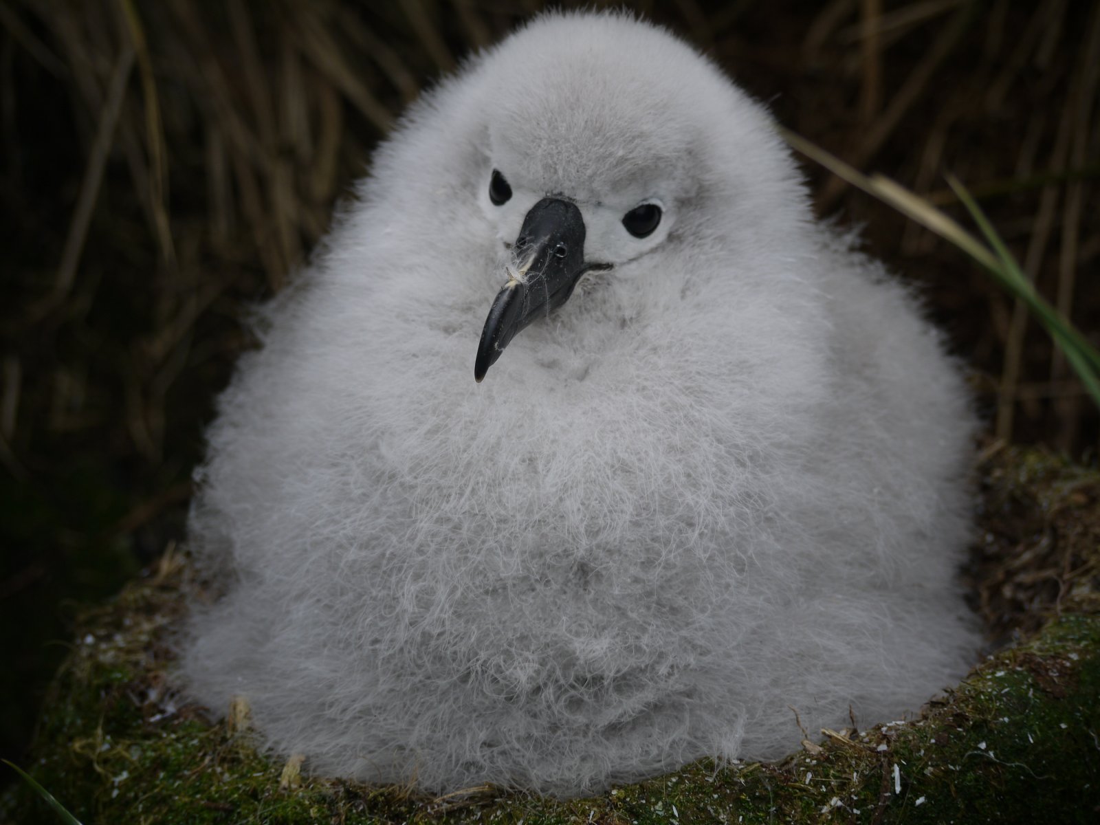 Nobody knows where juvenile Grey-headed Albatrosses go: until now ...