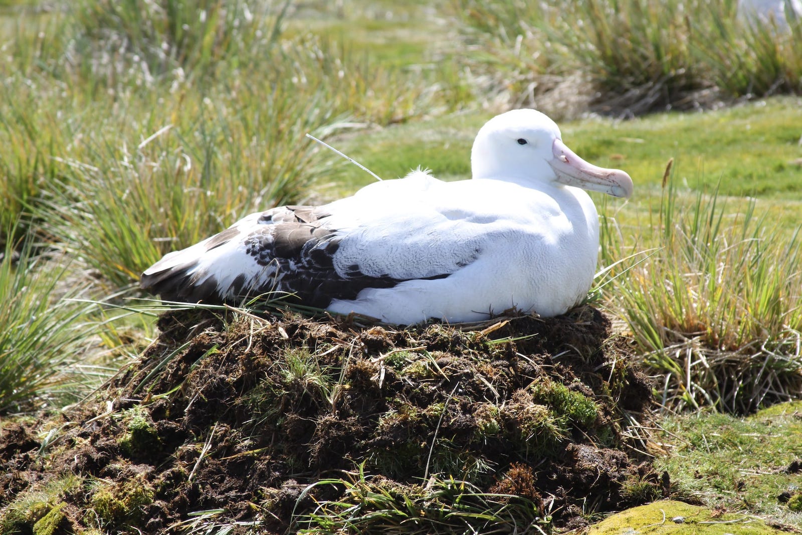 Seabird migration - Tracking ocean wanderers - Seabird Tracking Database Seabird migration - Tracking ocean wanderers - Seabird Tracking Database