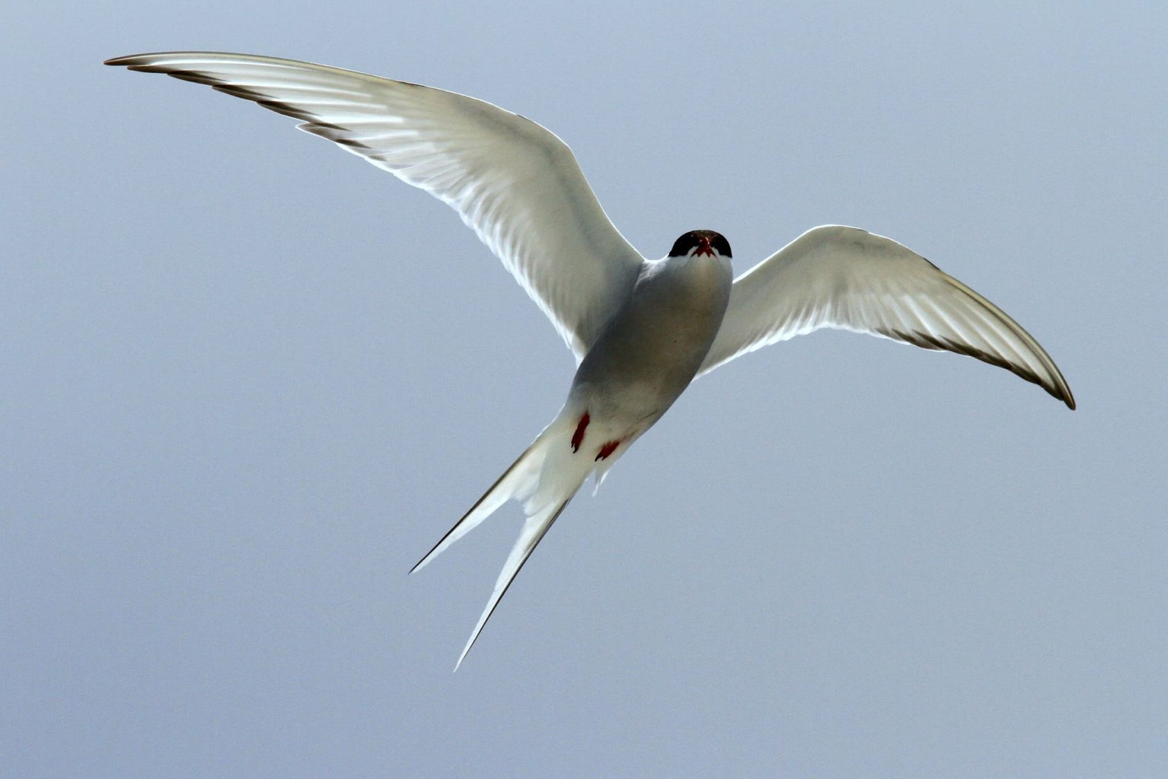 Multi-Species Tracking Reveals a Major Seabird Hotspot in the North ...