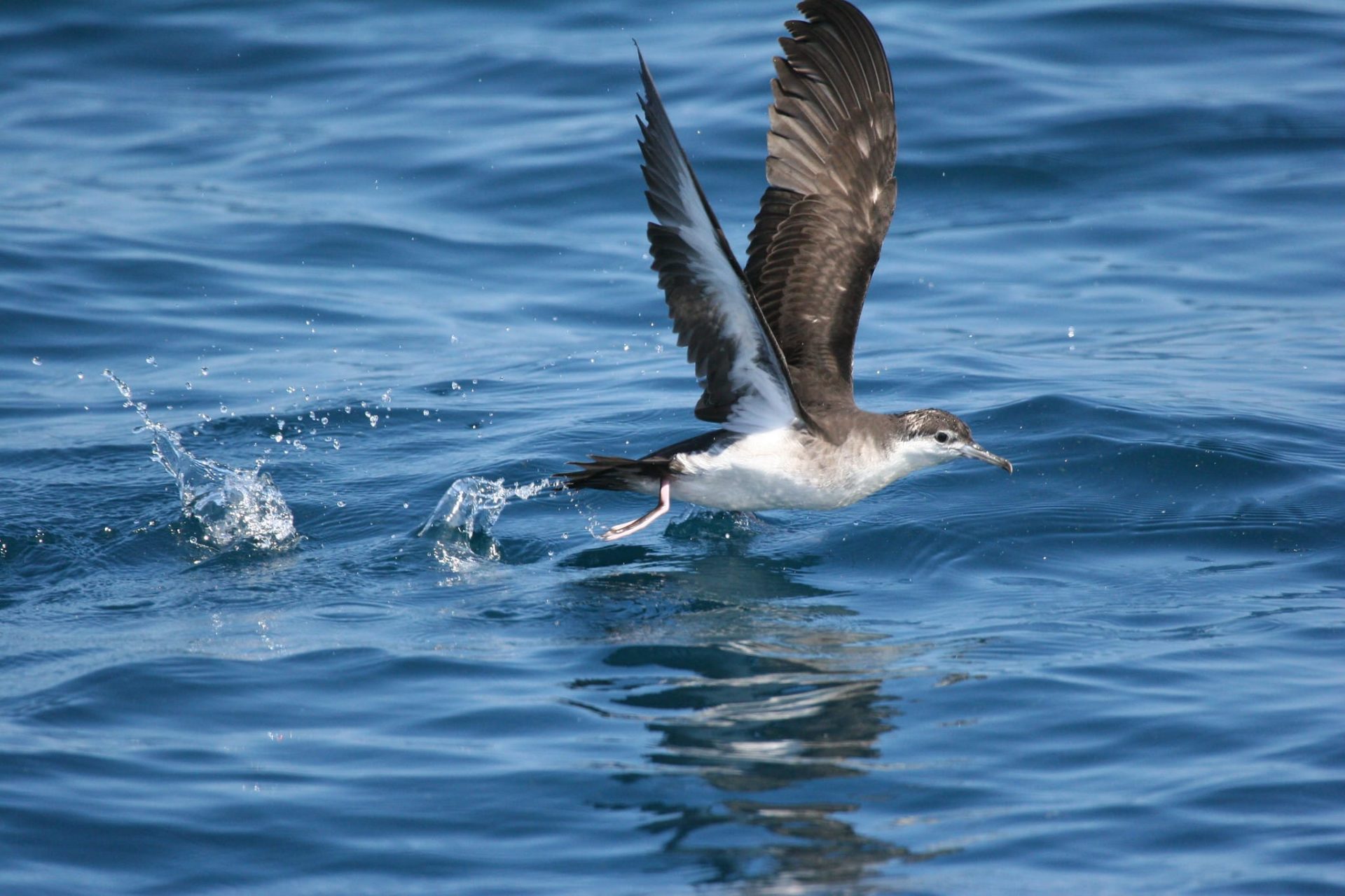 Multi-Species Tracking Reveals a Major Seabird Hotspot in the North ...
