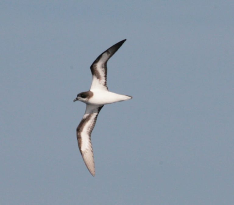 Multi-Species Tracking Reveals a Major Seabird Hotspot in the North ...