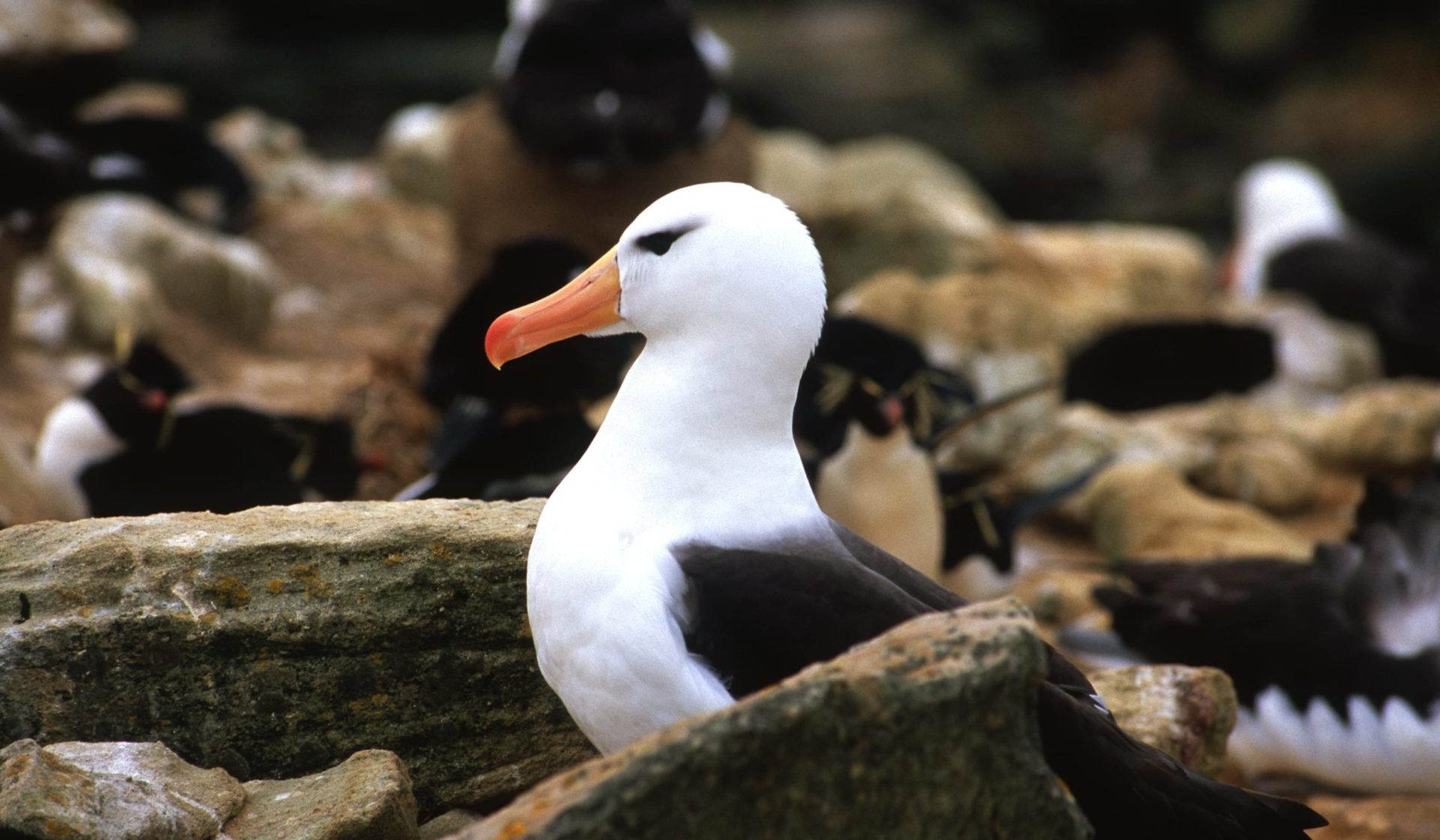 Albatrosses - Seabird Tracking Database