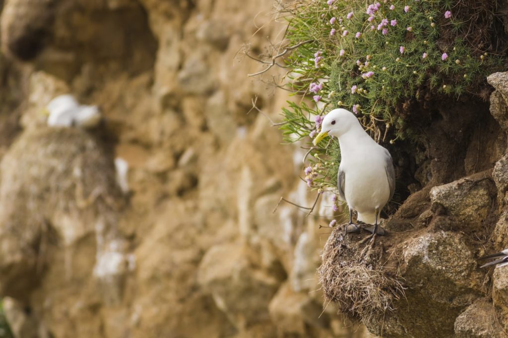 IBAs & EBSAs - Describing important at-sea areas - Seabird Tracking ...