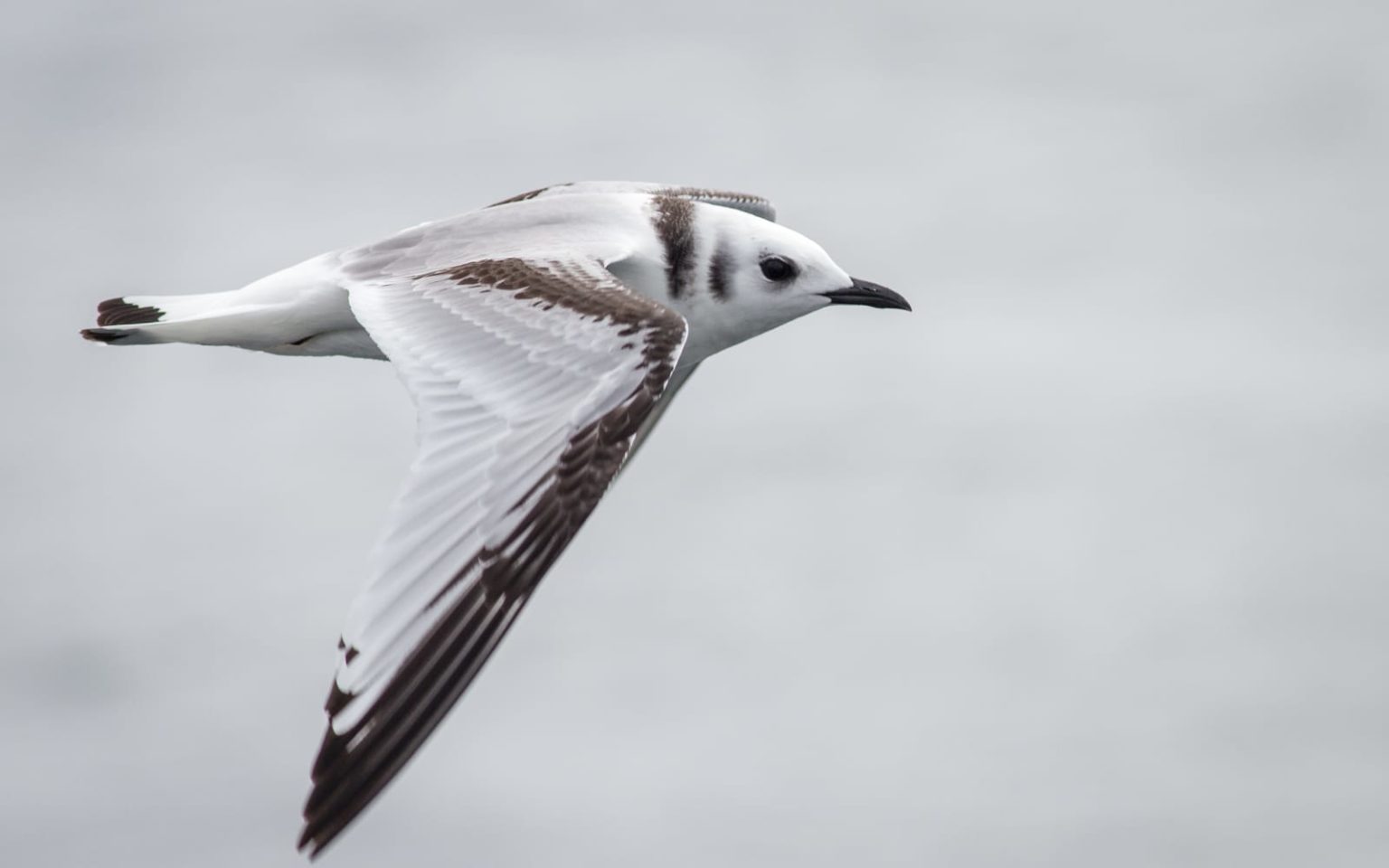 Multi-Species Tracking Reveals a Major Seabird Hotspot in the North ...