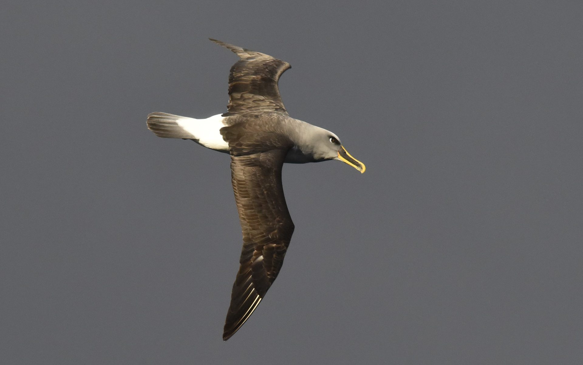Albatrosses - Seabird Tracking Database