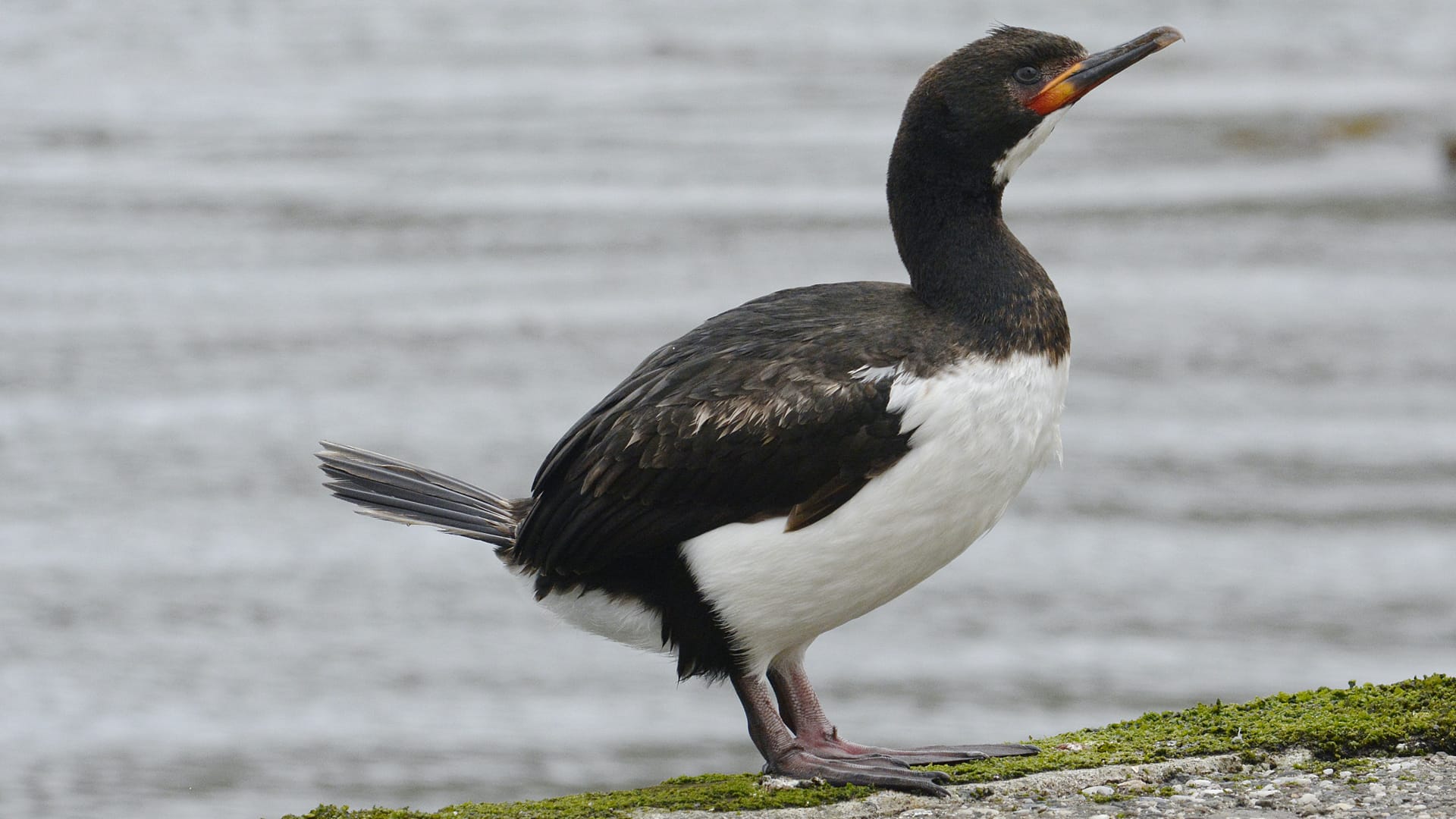 Cormorants & Pelicans - Seabird Tracking Database