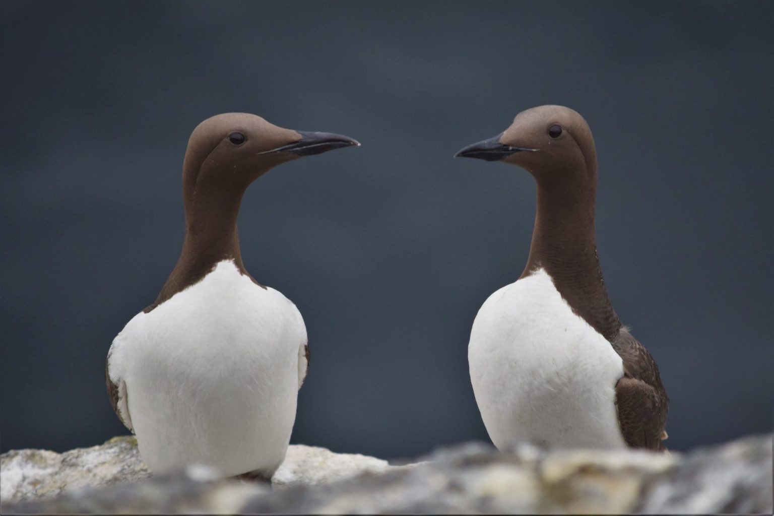 Auks - Seabird Tracking Database