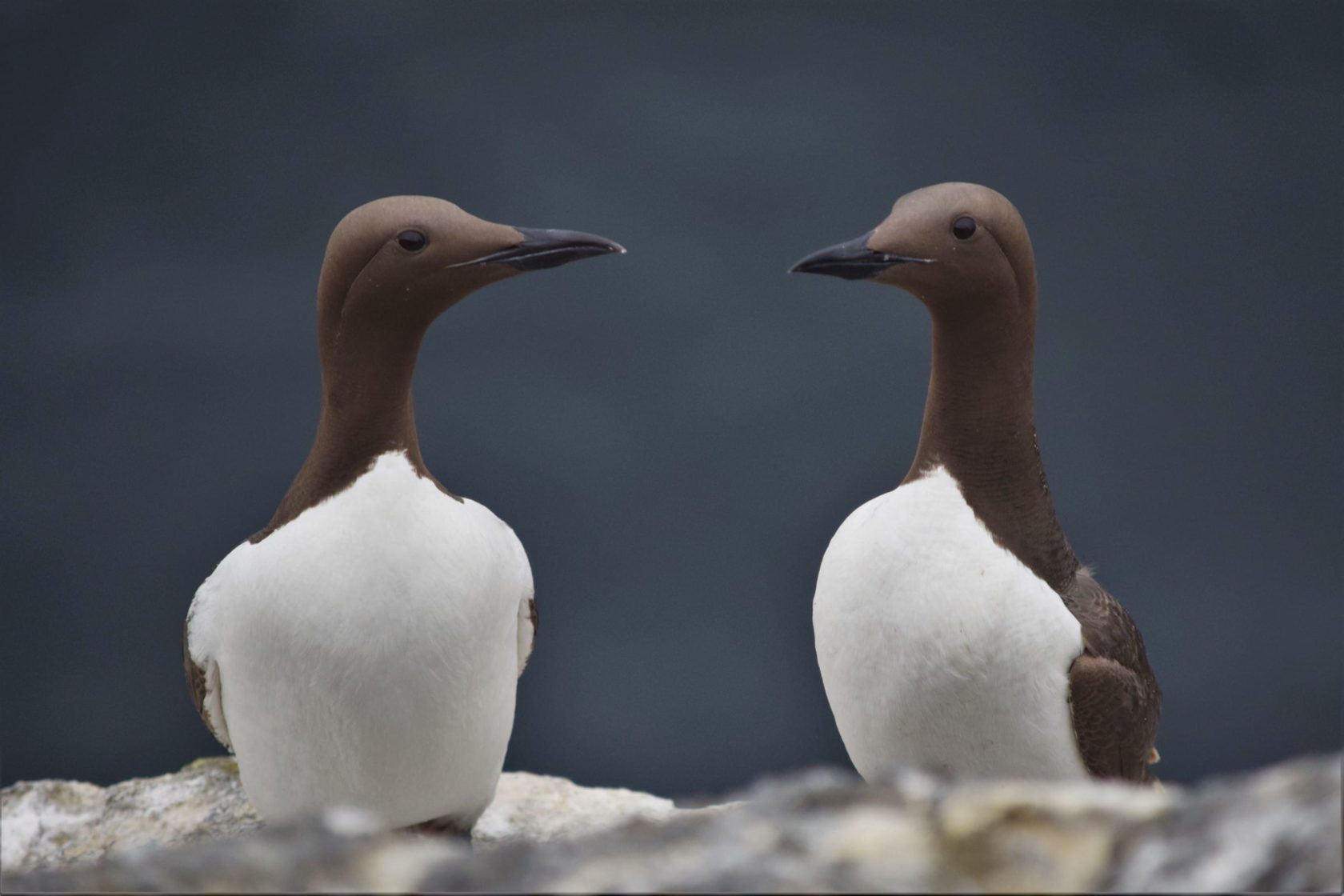 Auks - Seabird Tracking Database