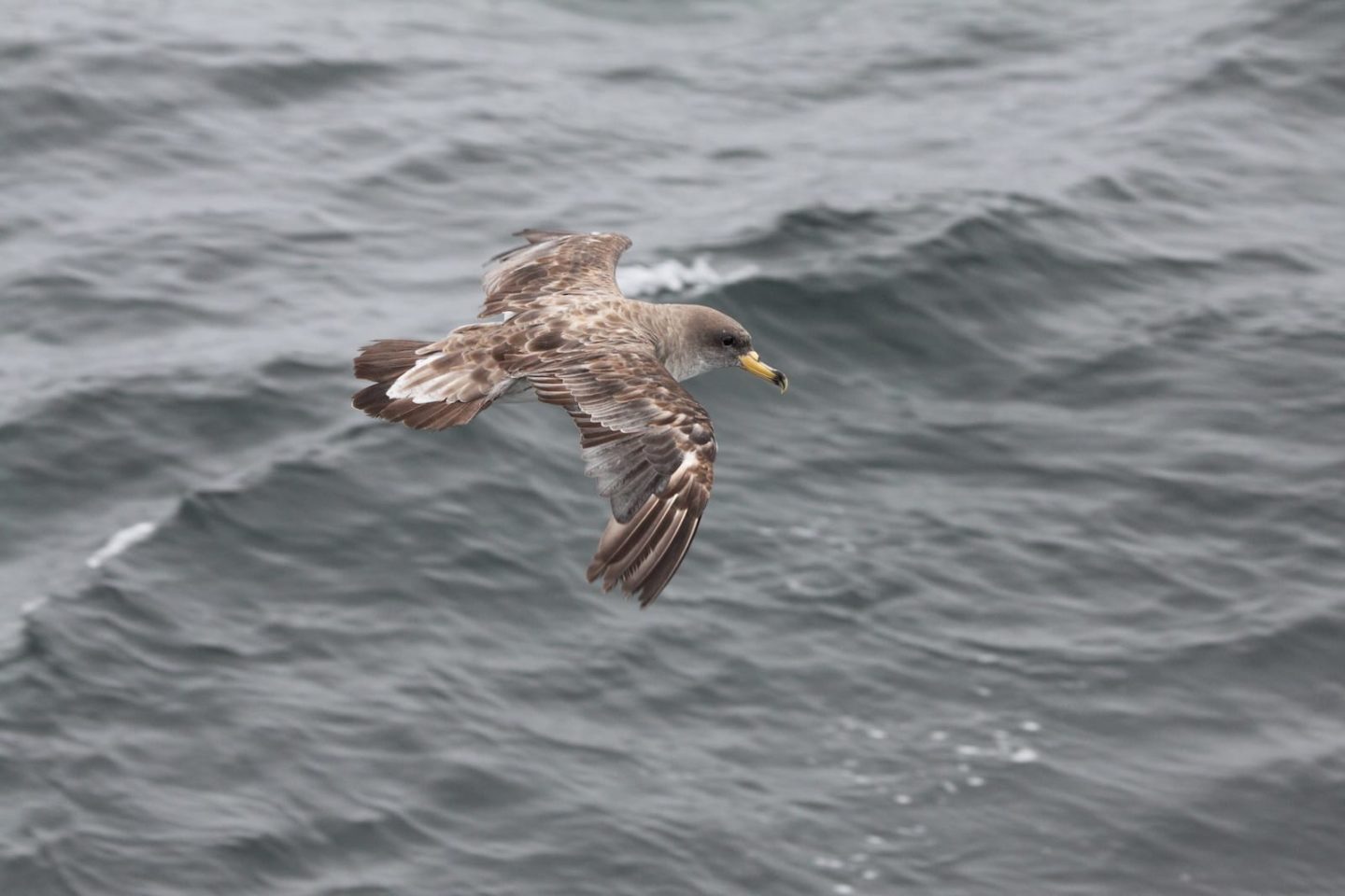 IBAs & EBSAs - Describing important at-sea areas - Seabird Tracking ...