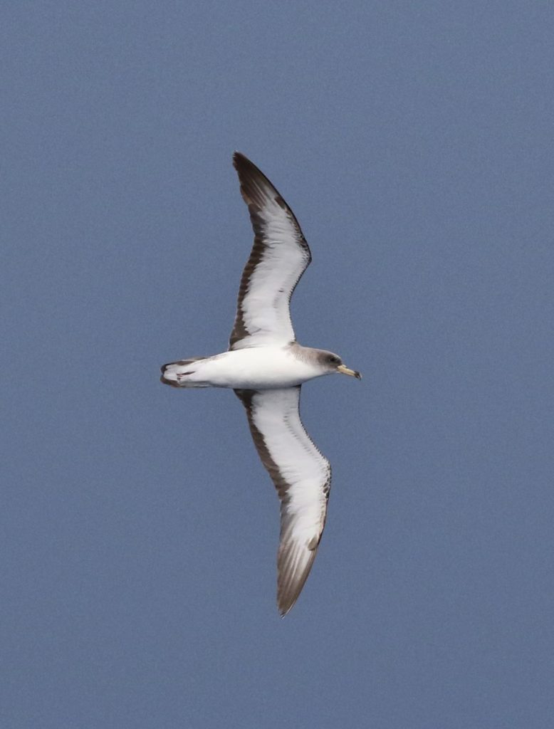Multi-Species Tracking Reveals a Major Seabird Hotspot in the North ...