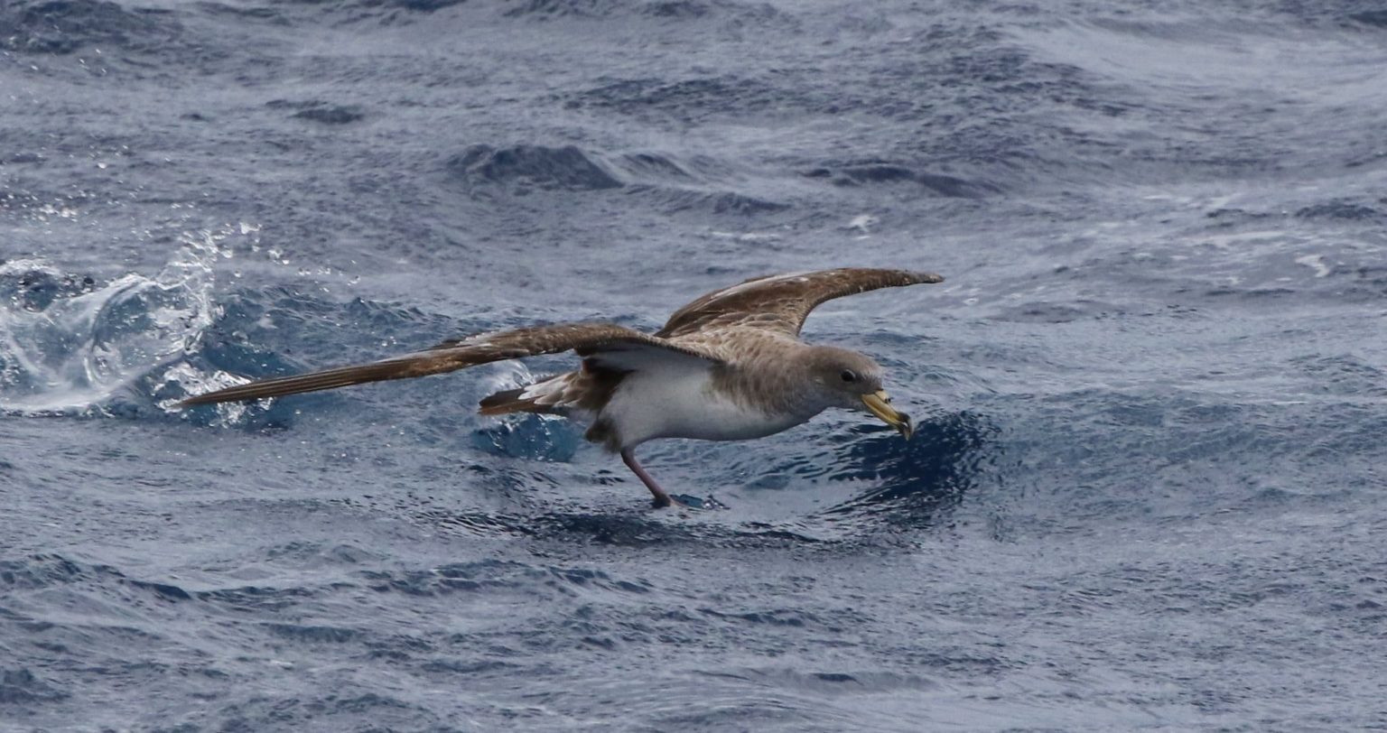 Multi-Species Tracking Reveals a Major Seabird Hotspot in the North ...
