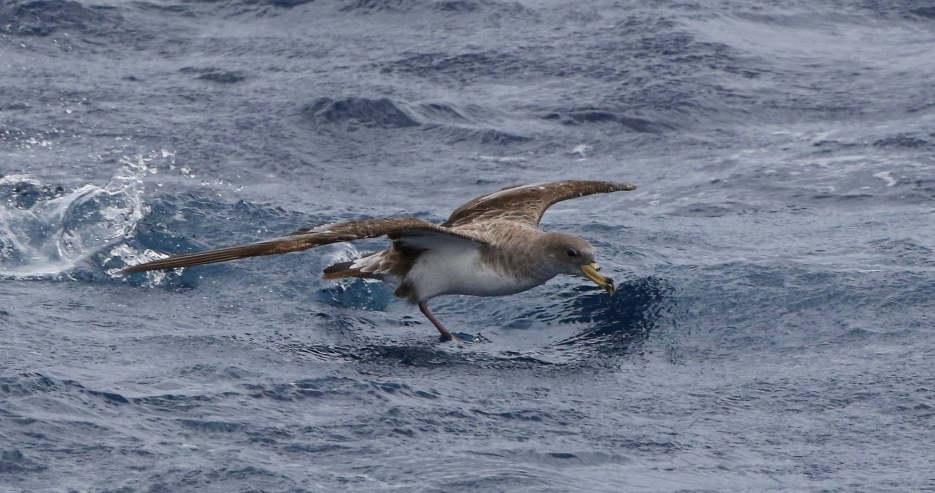 Case Studies - Seabird Tracking Database