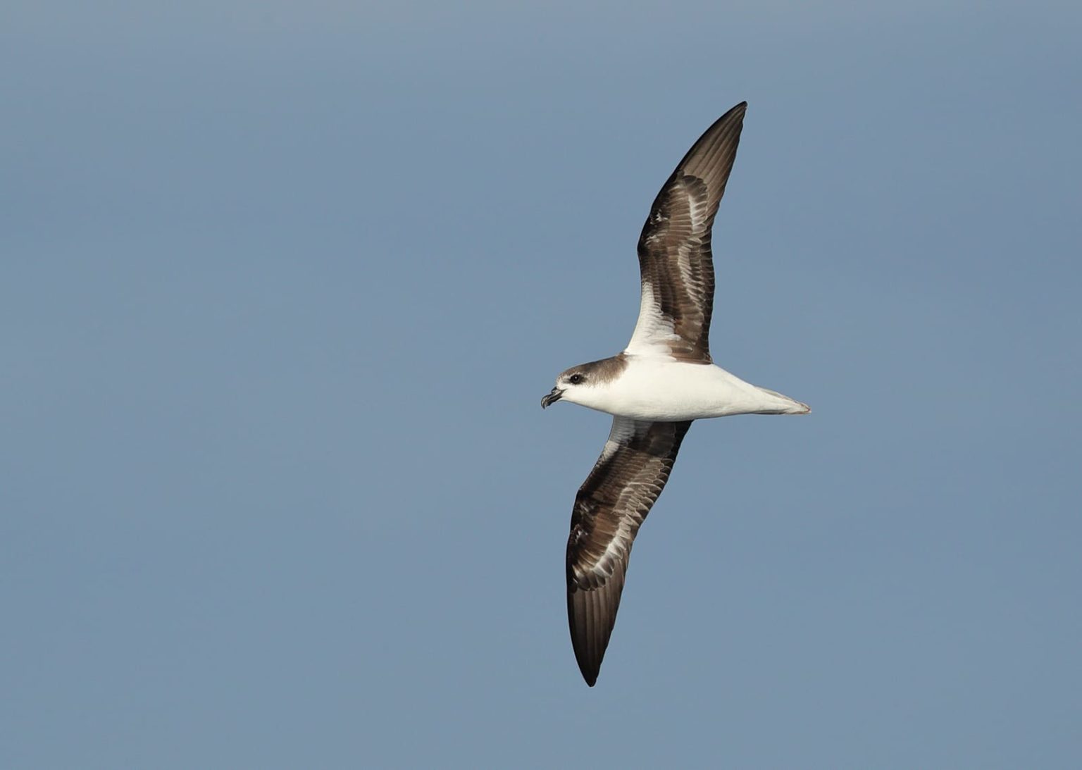 Multi-Species Tracking Reveals a Major Seabird Hotspot in the North ...