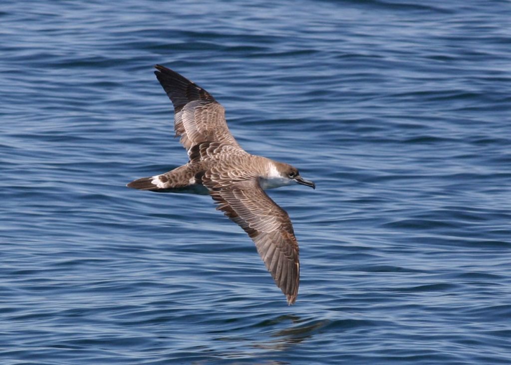 Multi-Species Tracking Reveals a Major Seabird Hotspot in the North ...