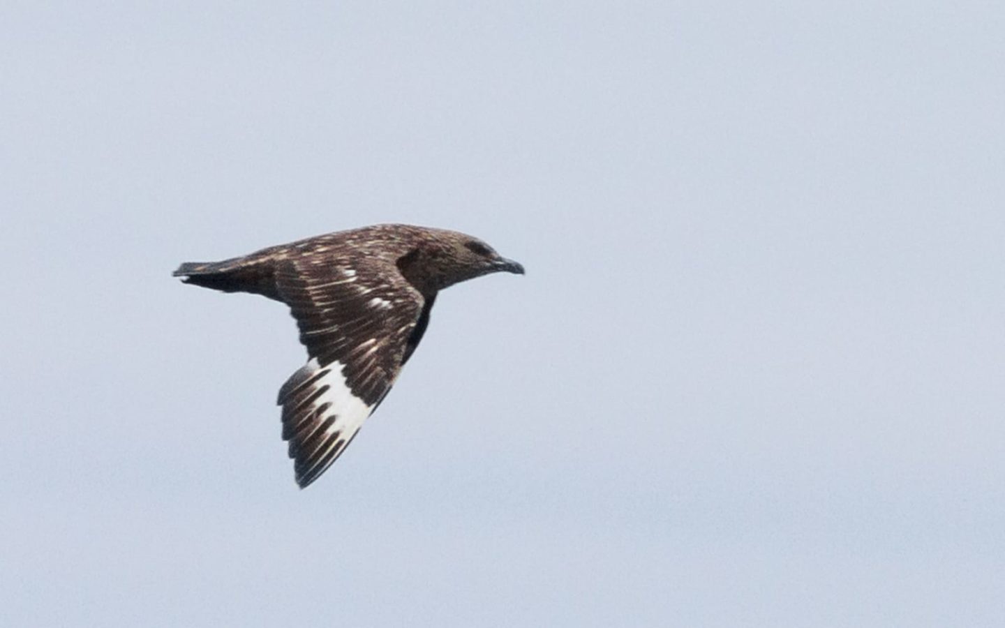 Multi-Species Tracking Reveals a Major Seabird Hotspot in the North ...