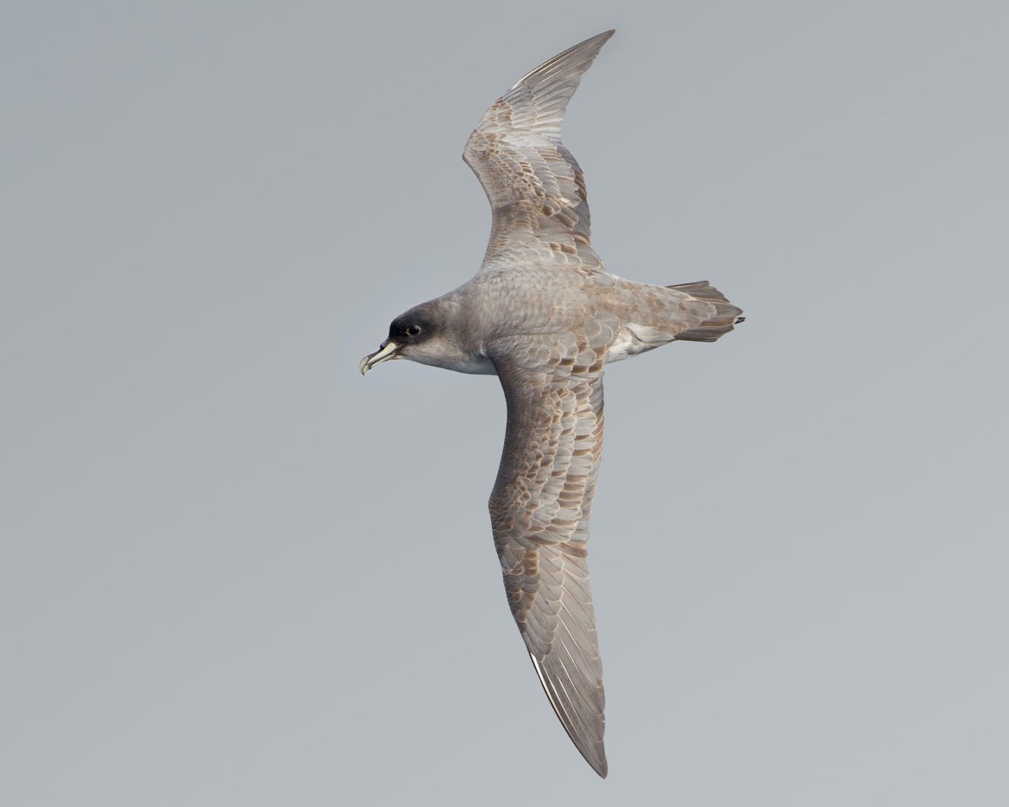IBAs & EBSAs - Describing important at-sea areas - Seabird Tracking ...