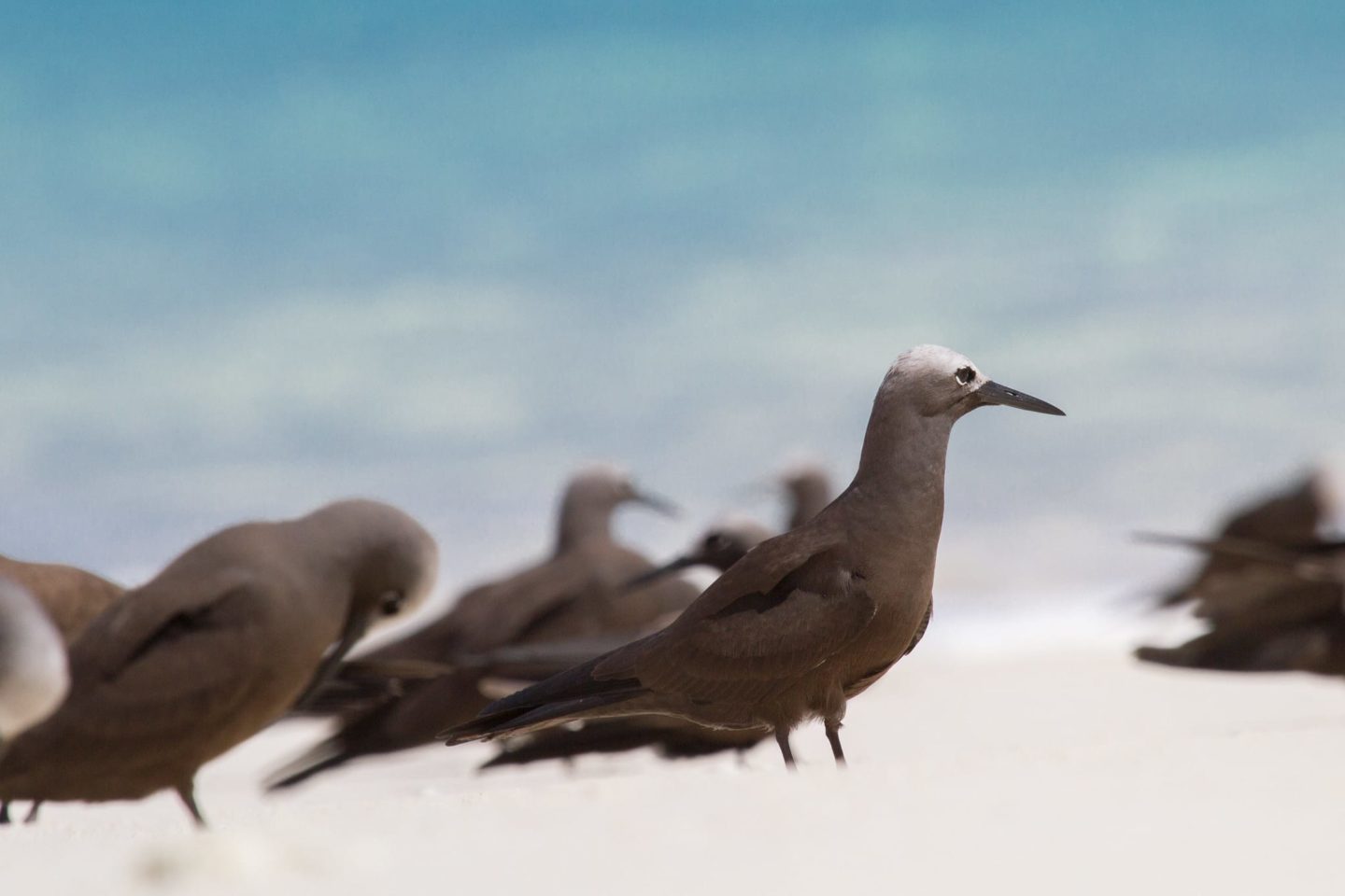 IBAs & EBSAs - Describing important at-sea areas - Seabird Tracking ...