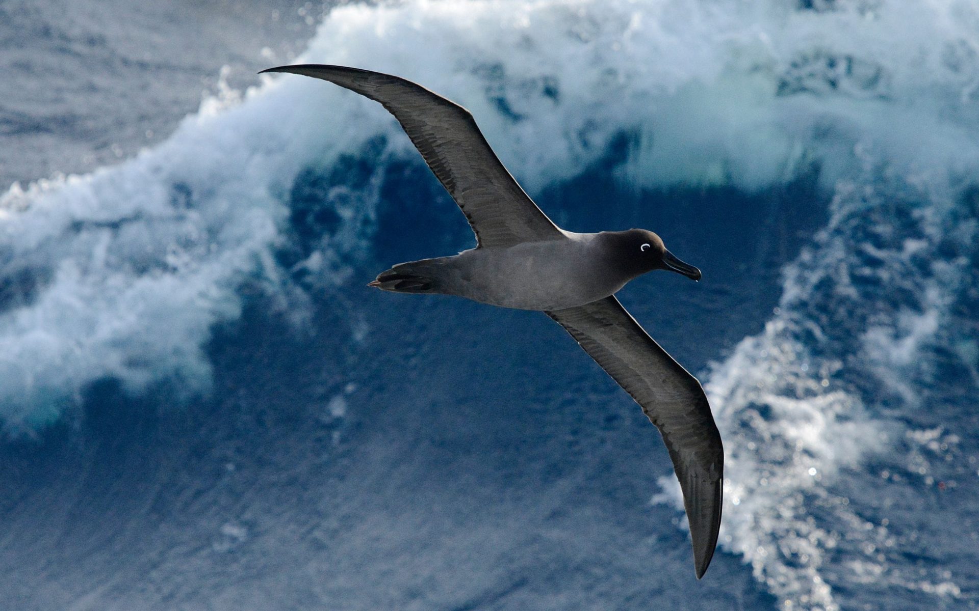 Identifying Hotspots of Threats to Marine Megafauna - Seabird Tracking ...