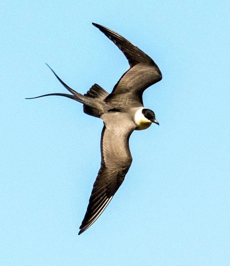 Multi-Species Tracking Reveals a Major Seabird Hotspot in the North ...