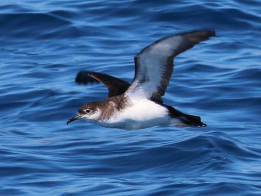 Multi-Species Tracking Reveals a Major Seabird Hotspot in the North ...