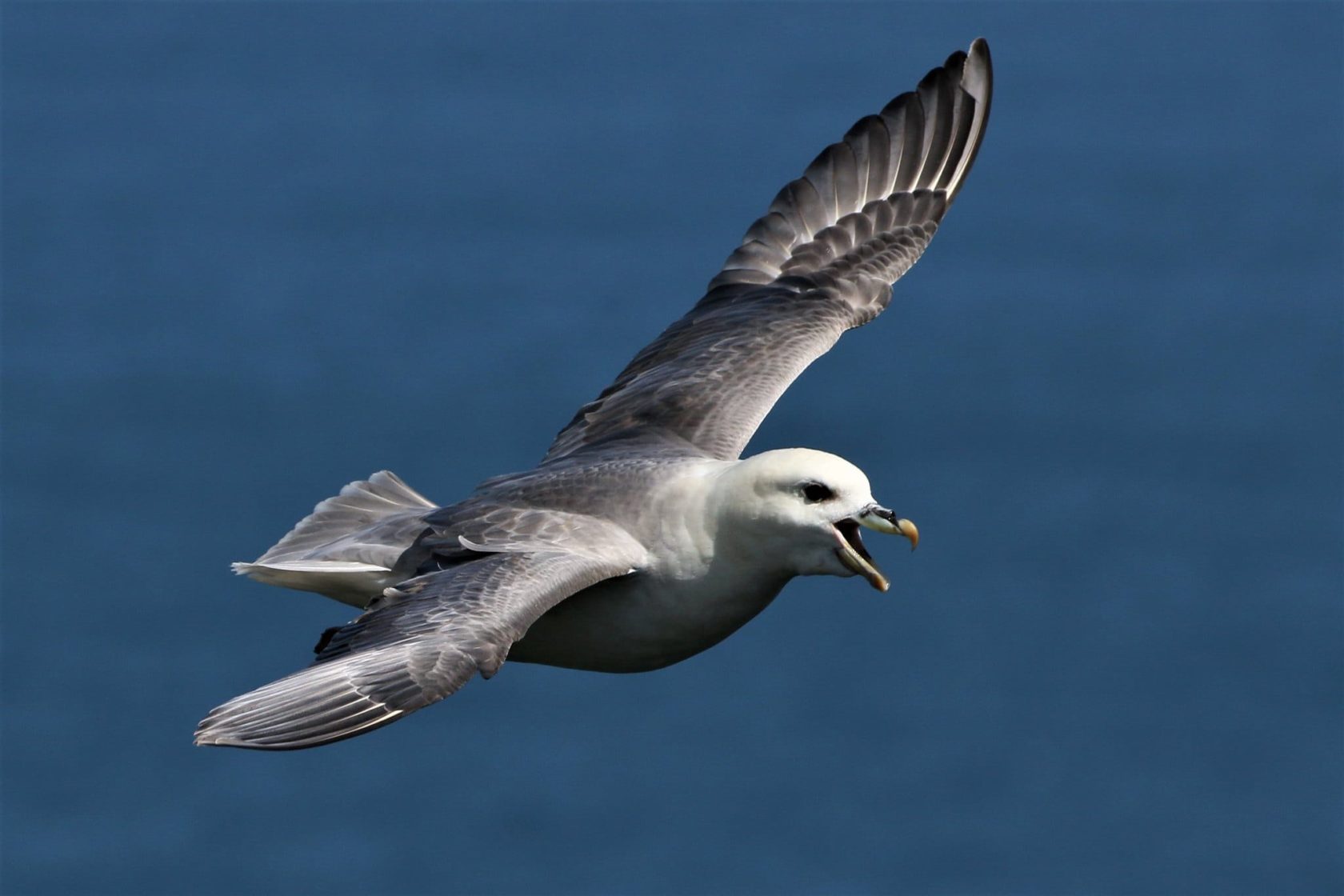 Multi-Species Tracking Reveals a Major Seabird Hotspot in the North ...