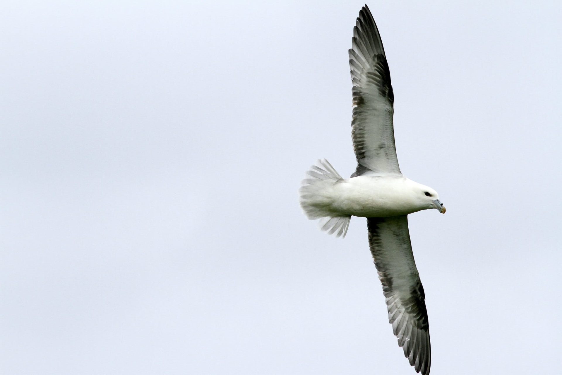 Multi-Species Tracking Reveals a Major Seabird Hotspot in the North ...