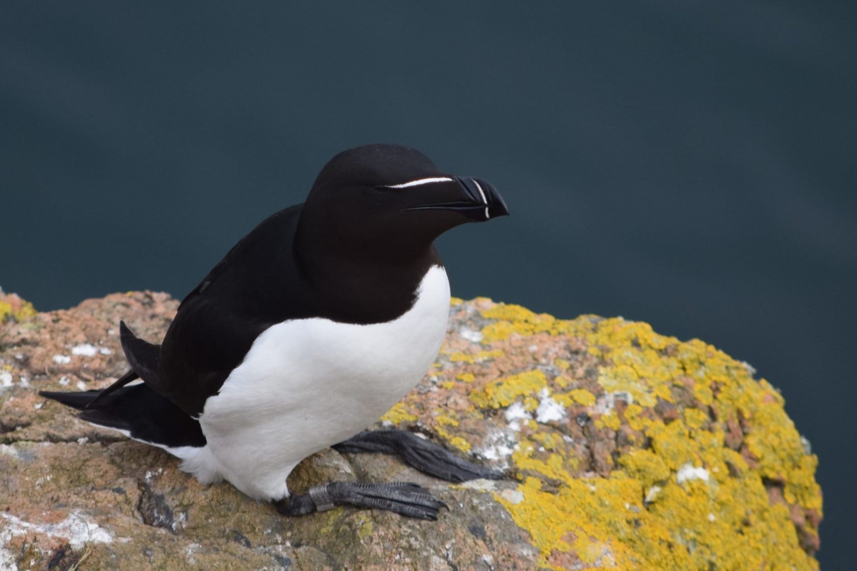 Auks - Seabird Tracking Database