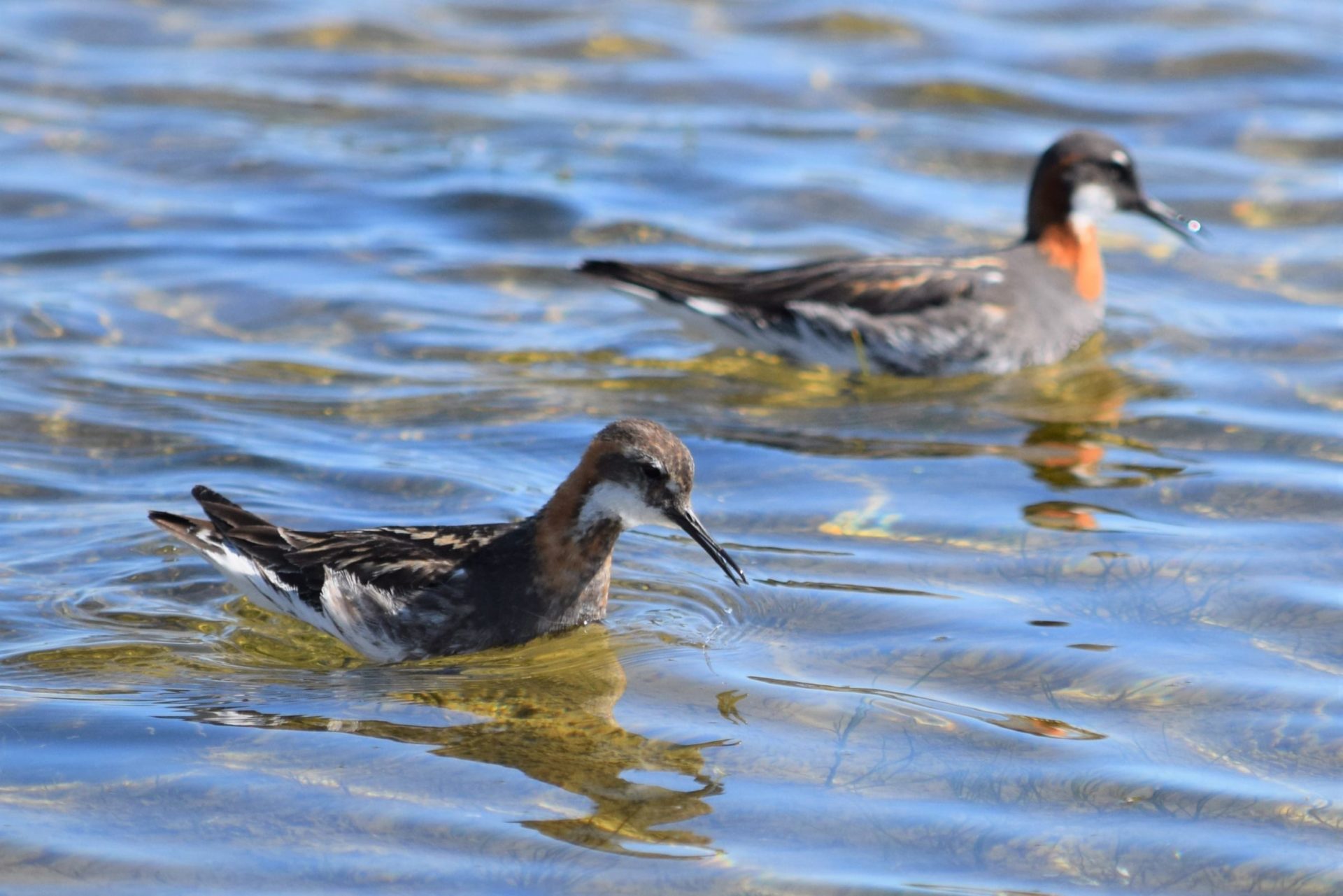 Gulls & Phalaropes - Seabird Tracking Database