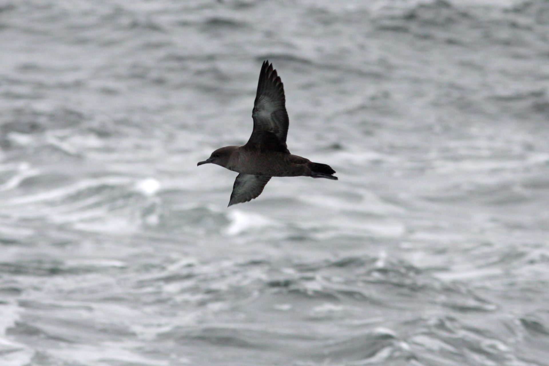 IBAs & EBSAs - Describing important at-sea areas - Seabird Tracking ...