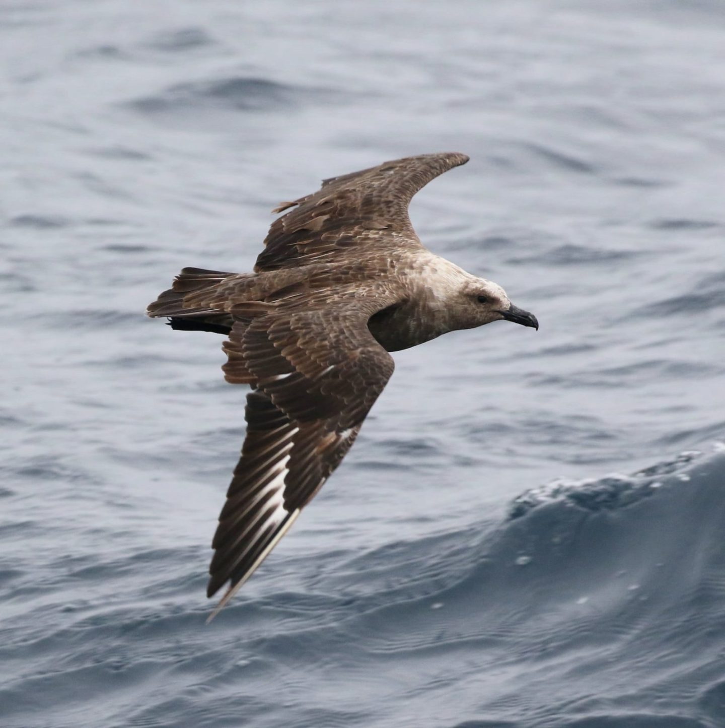 Multi-Species Tracking Reveals a Major Seabird Hotspot in the North ...