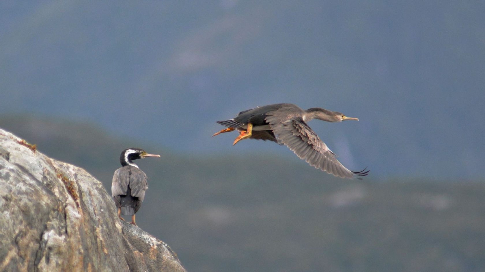 Cormorants & Pelicans - Seabird Tracking Database
