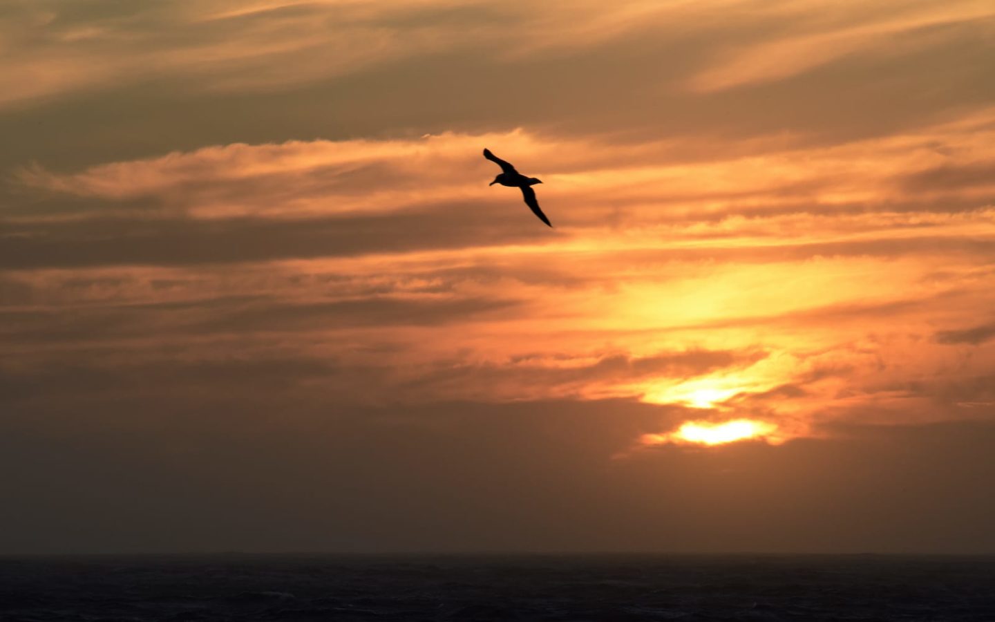 Case Studies - Seabird Tracking Database