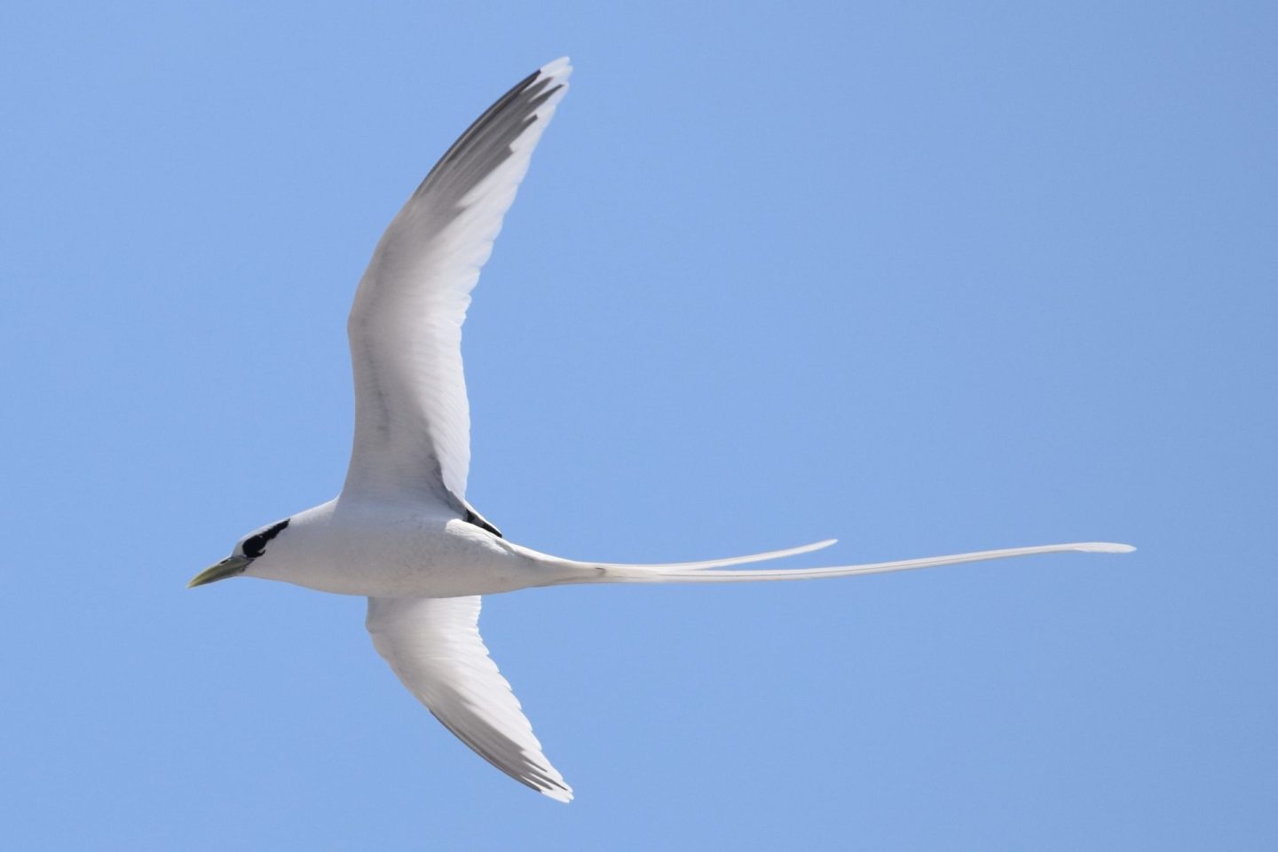 Frigatebirds & Tropicbirds - Seabird Tracking Database