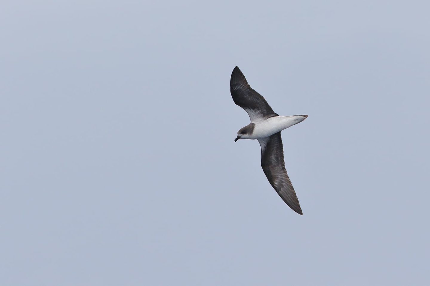 Multi-Species Tracking Reveals a Major Seabird Hotspot in the North ...