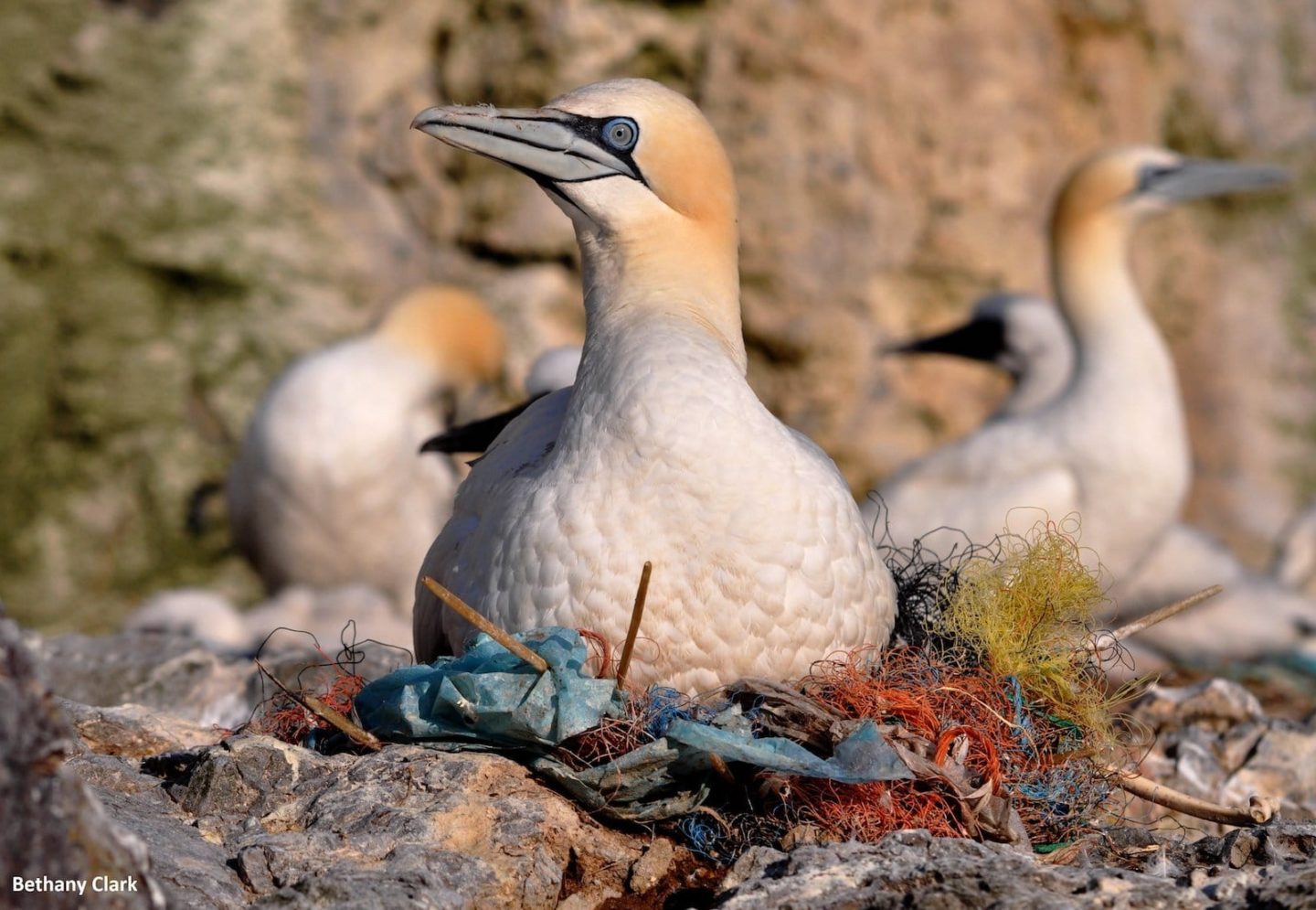 Threats to Seabirds - Seabird Tracking Database