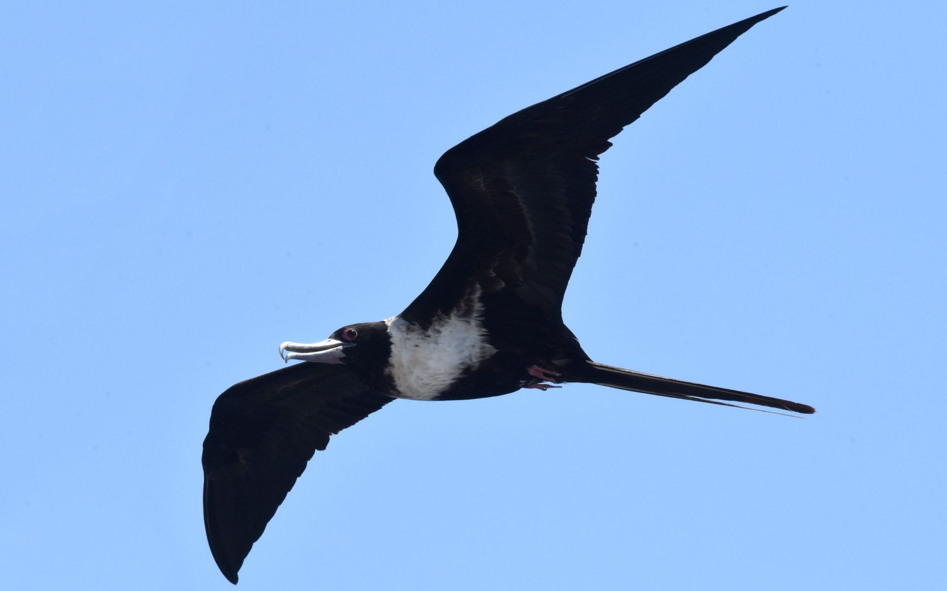 Frigatebirds & Tropicbirds - Seabird Tracking Database