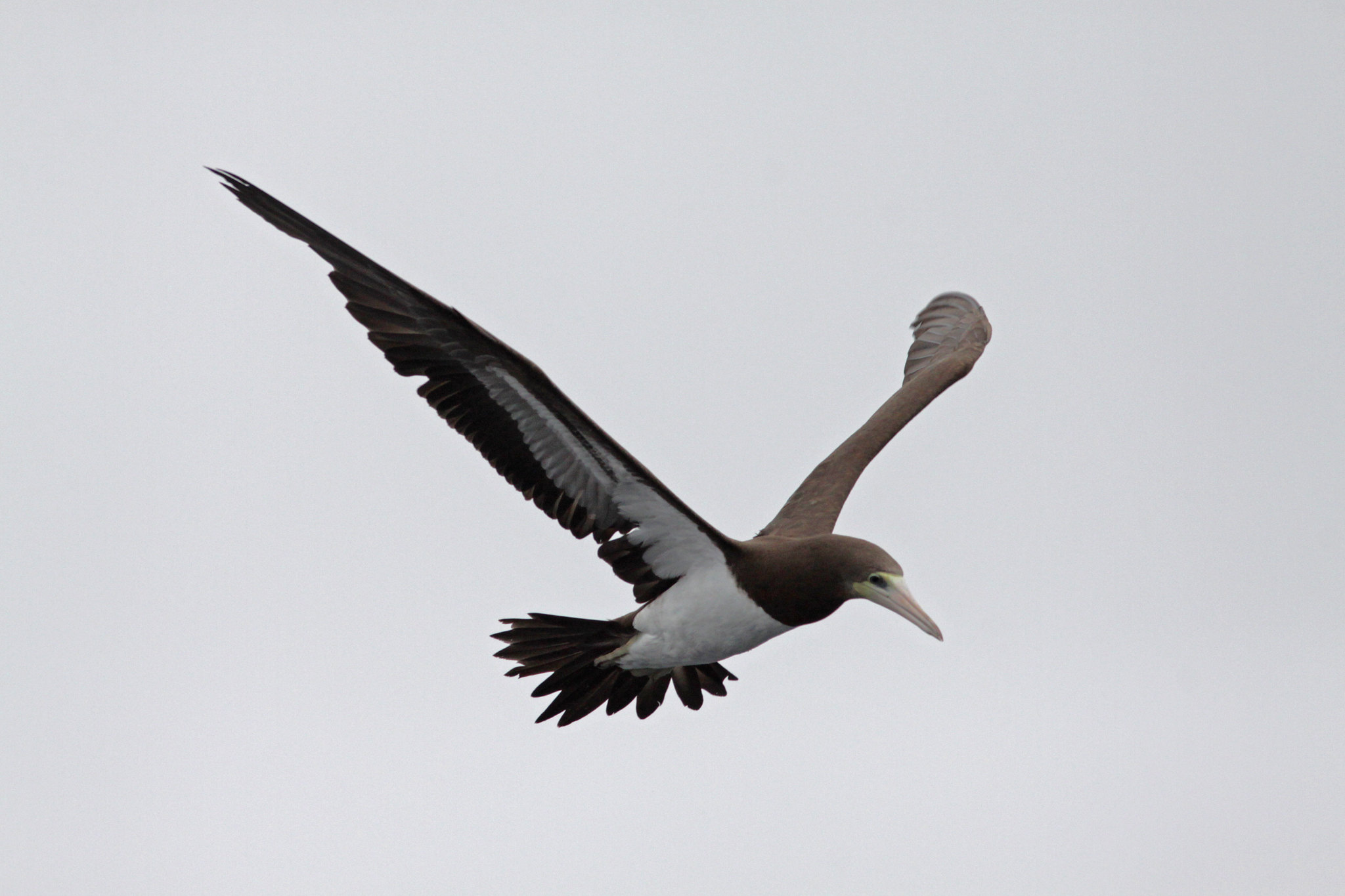 Gannets & Boobies - Seabird Tracking Database