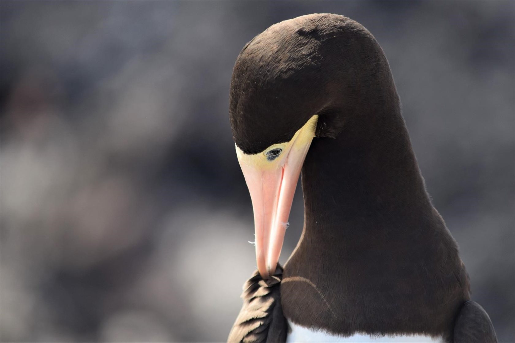 Gannets & Boobies - Seabird Tracking Database