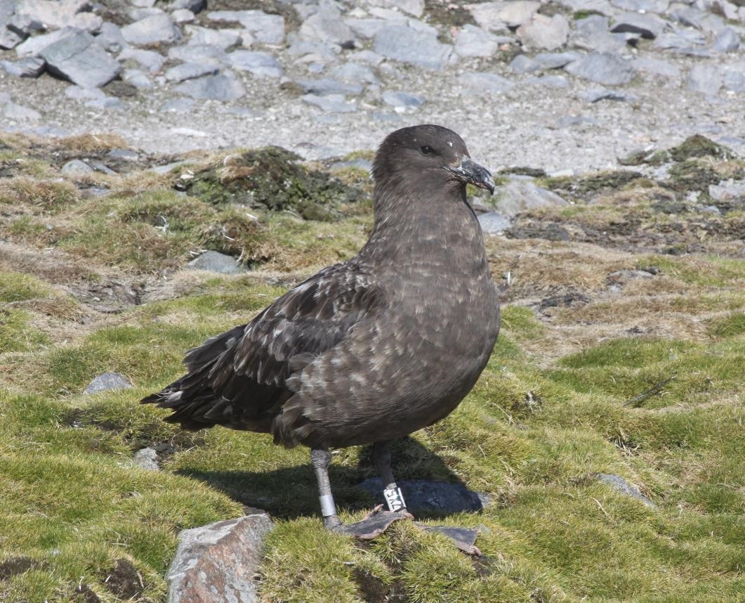 Skuas - Seabird Tracking Database