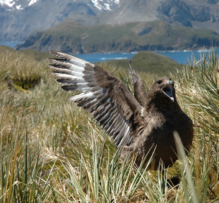 Skuas - Seabird Tracking Database