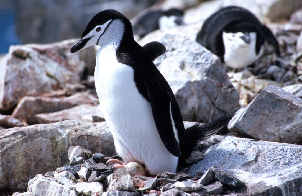 Penguins - Seabird Tracking Database