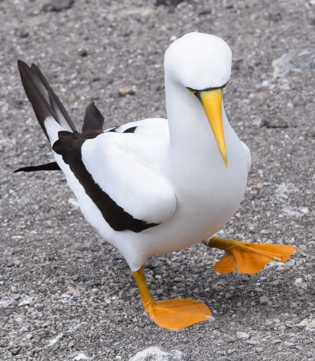 Gannets & Boobies - Seabird Tracking Database