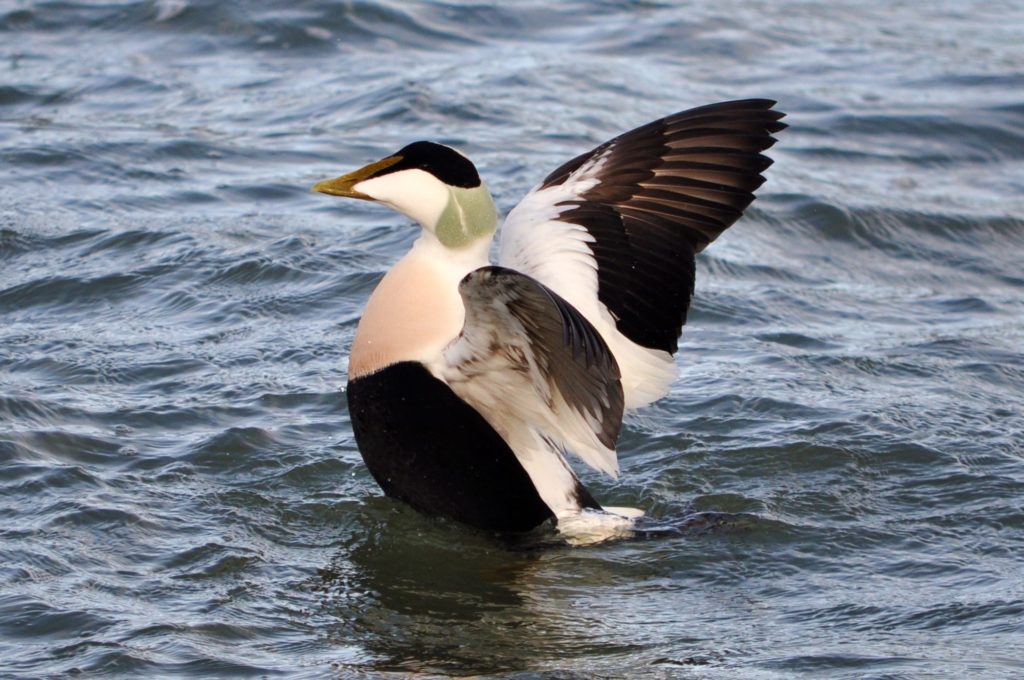 Sea ducks & Allies - Seabird Tracking Database