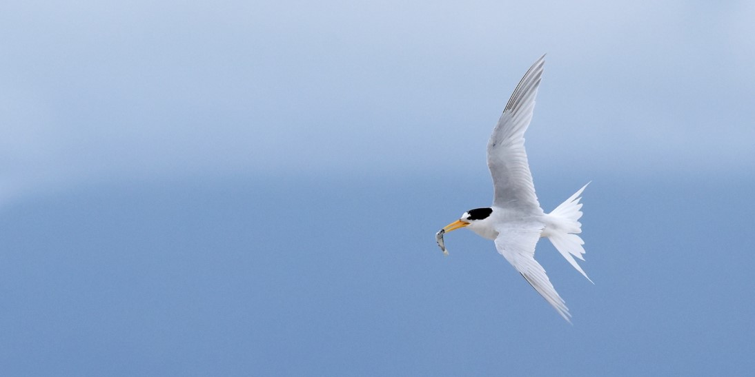 Terns & Noddies - Seabird Tracking Database